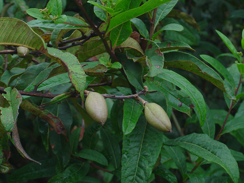 Pau-Terra Liso (Qualea multiflora) :: PlanteCerrado